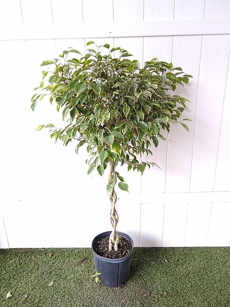 Ficus benjamina ‘Variegata’ | PlantVine