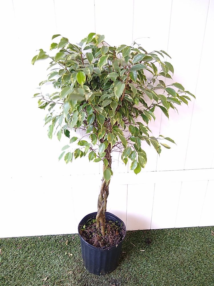 Ficus benjamina ‘Variegata’ | PlantVine