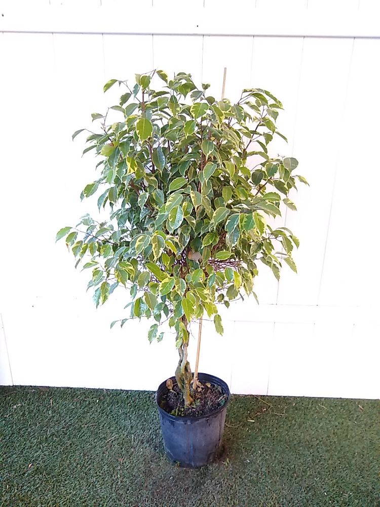 Ficus benjamina ‘Variegata’ | PlantVine