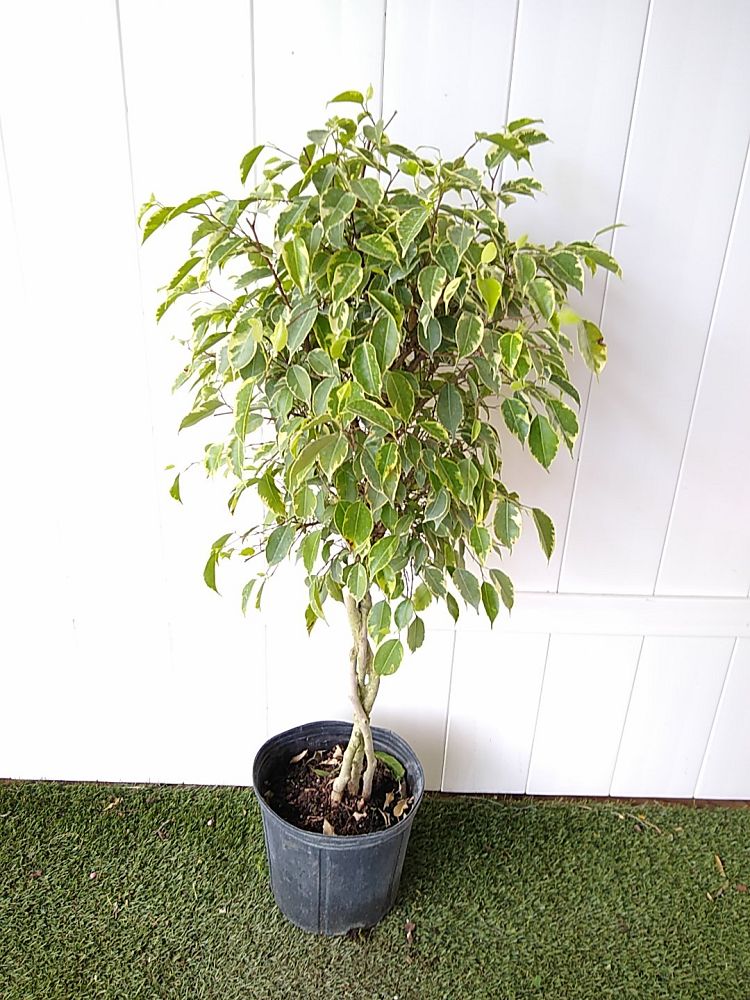 Ficus benjamina ‘Variegata’ | PlantVine