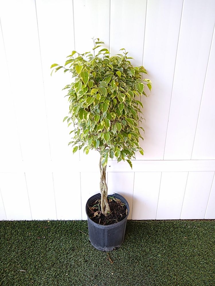 Ficus benjamina ‘Variegata’ | PlantVine