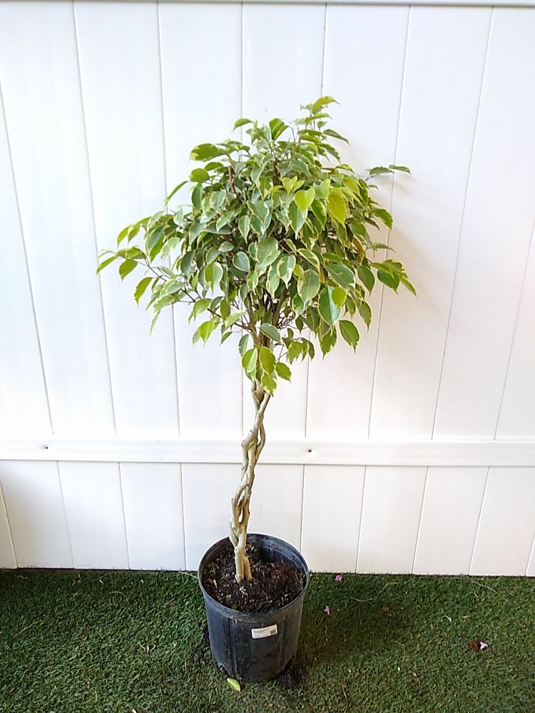 Ficus benjamina ‘Variegata’ | PlantVine