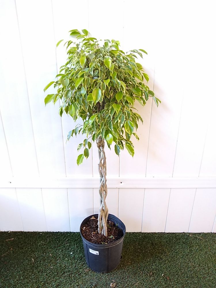 Ficus benjamina ‘Variegata’ | PlantVine