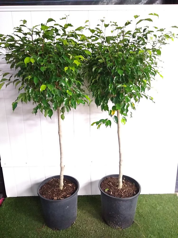 Buy Ficus Benjamina 'Wintergreen', Weeping Fig Tree Online