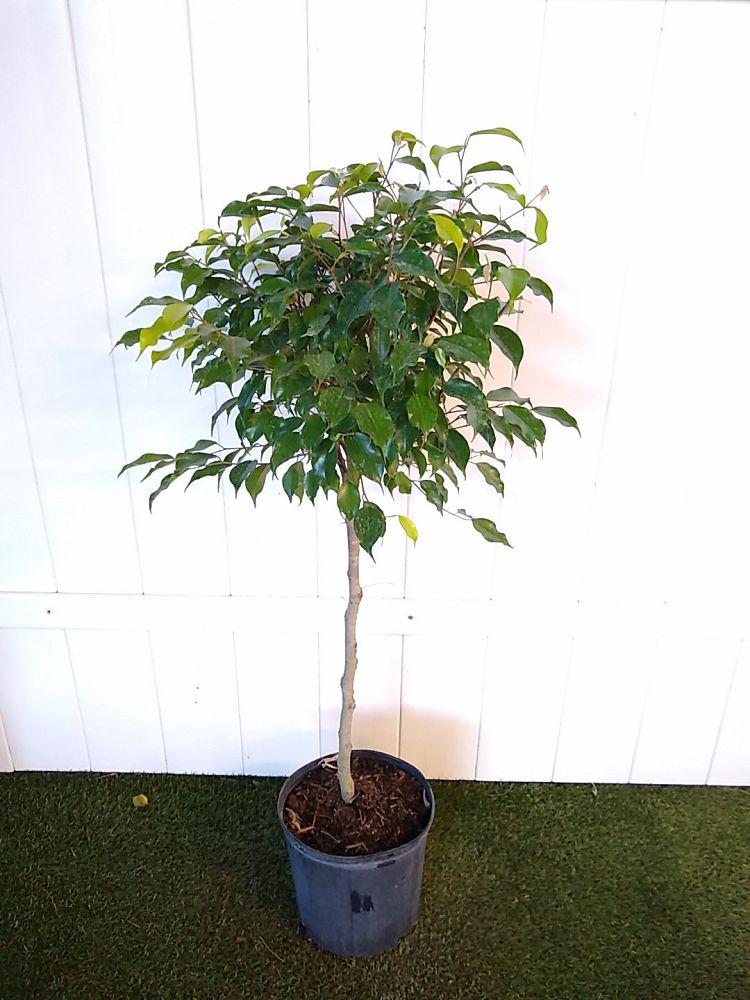 Buy Ficus Benjamina 'Wintergreen', Weeping Fig Tree Online