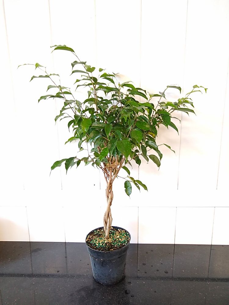 Buy Ficus Benjamina 'Wintergreen', Weeping Fig Tree Online