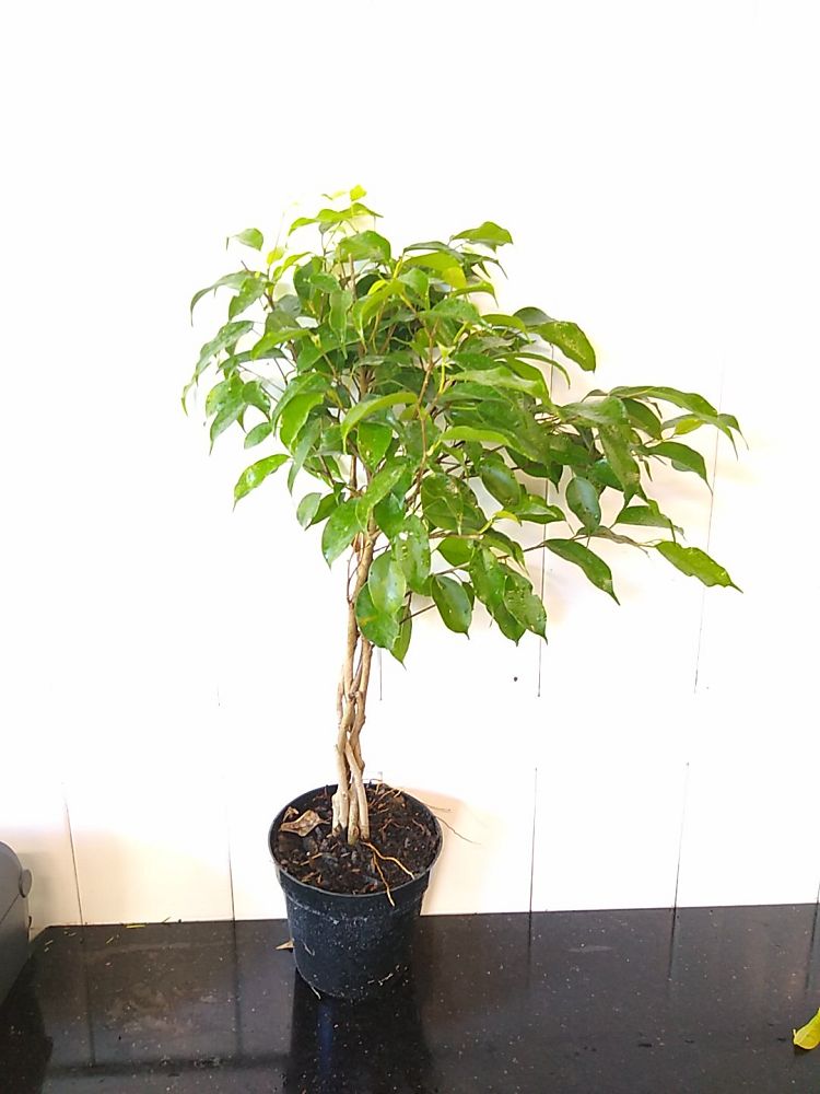 Buy Ficus Benjamina 'Wintergreen', Weeping Fig Tree Online