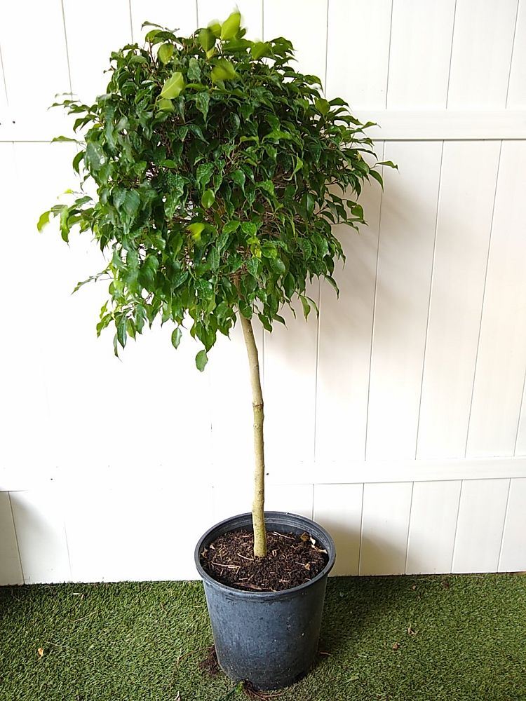 Buy Ficus Benjamina 'Wintergreen', Weeping Fig Tree Online