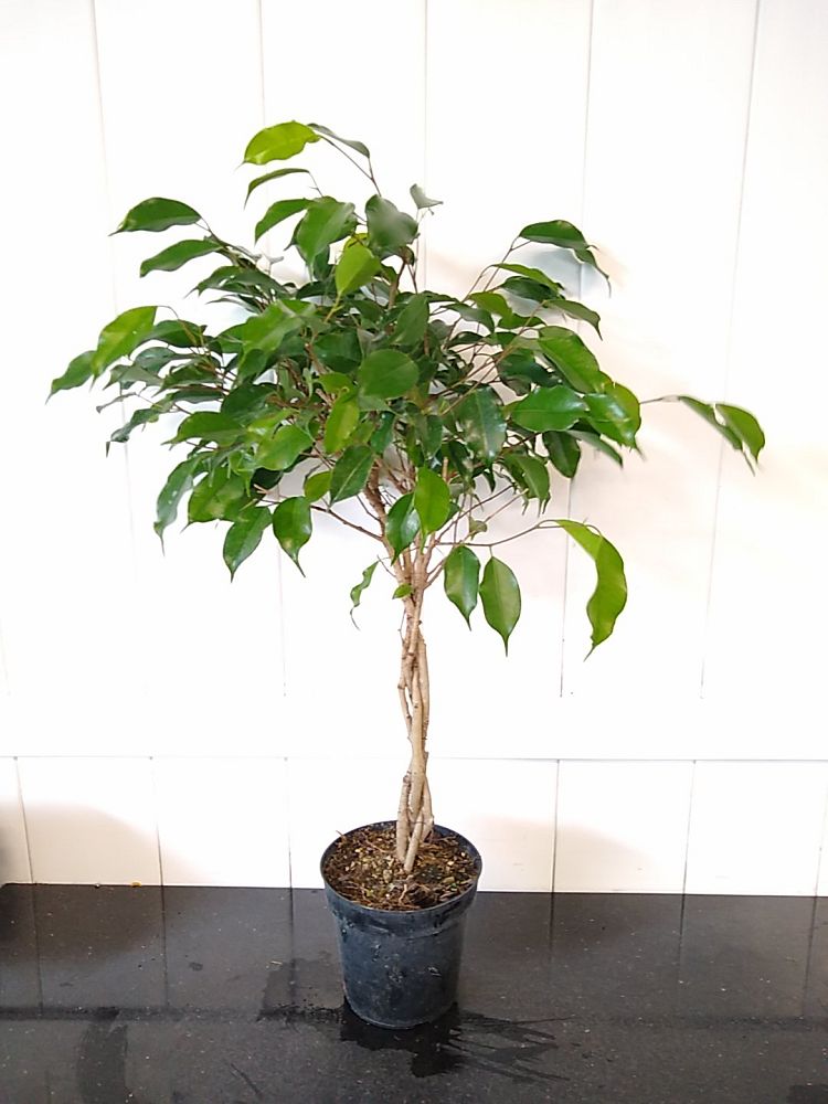 Buy Ficus Benjamina 'Wintergreen', Weeping Fig Tree Online
