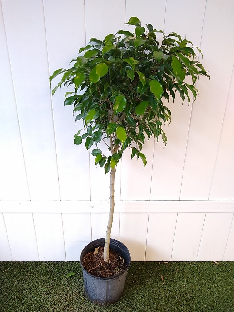 Buy Ficus Benjamina 'Wintergreen', Weeping Fig Tree Online