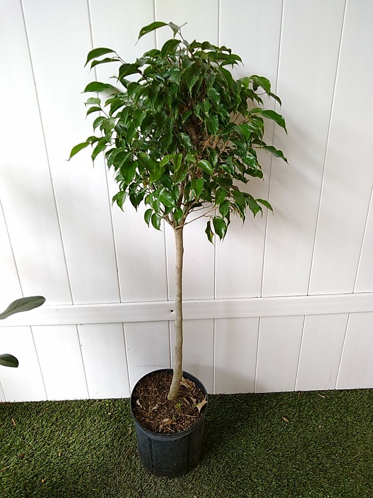 Buy Ficus Benjamina 'Wintergreen', Weeping Fig Tree Online