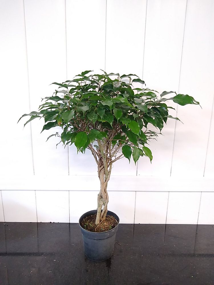 Buy Ficus Benjamina 'Wintergreen', Weeping Fig Tree Online