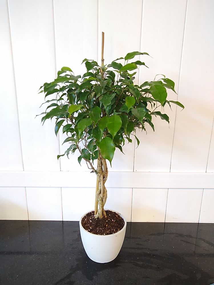 Buy Ficus Benjamina 'Wintergreen', Weeping Fig Tree Online