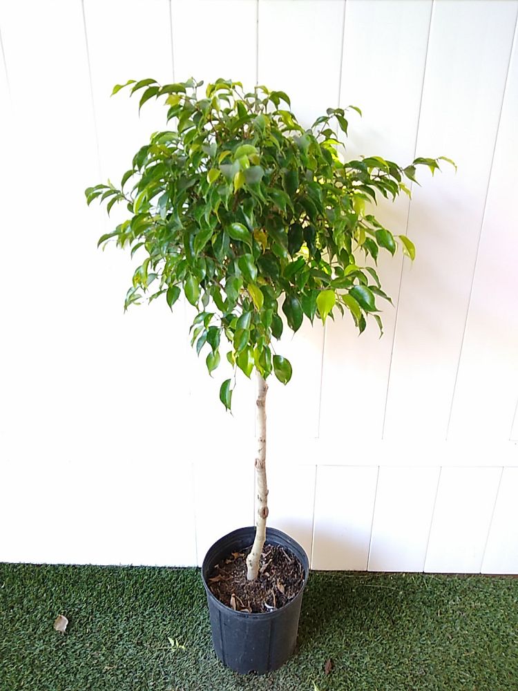 Buy Ficus Benjamina 'Wintergreen', Weeping Fig Tree Online