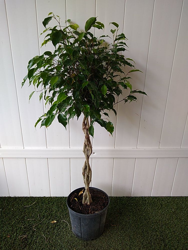 Buy Ficus Benjamina 'Wintergreen', Weeping Fig Tree Online