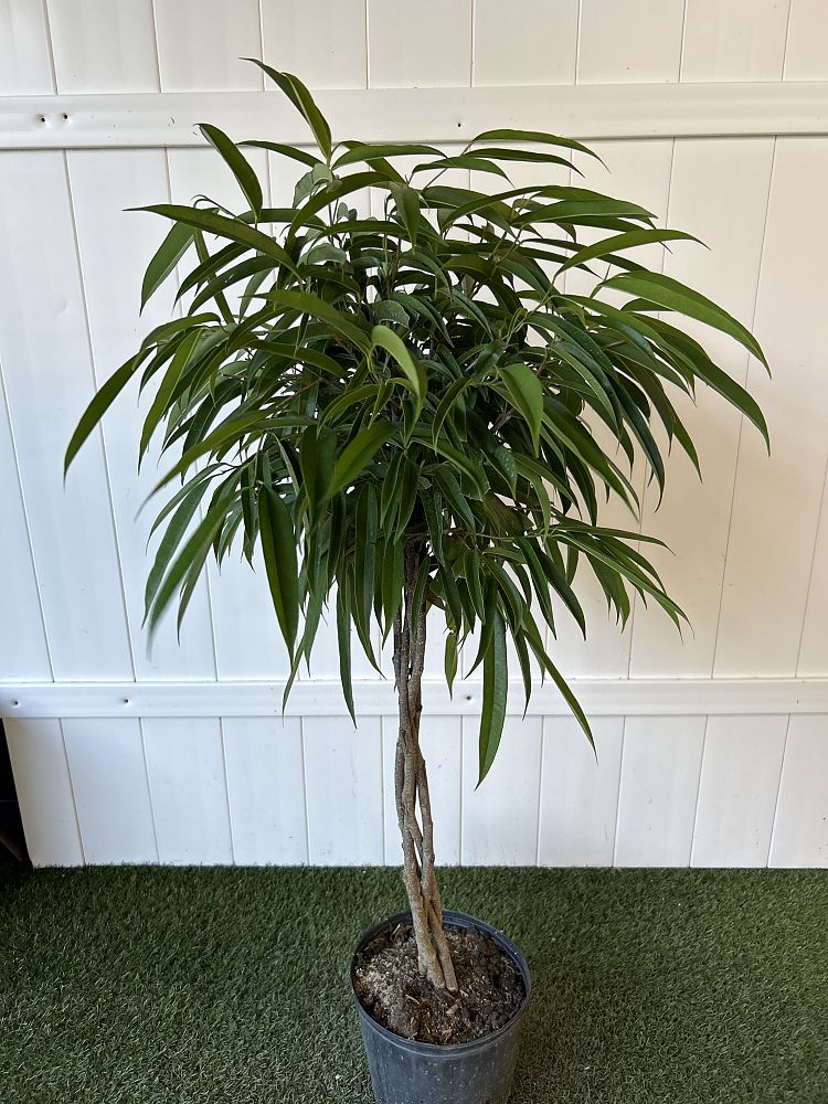 Buy Ficus 'Alii' Plant Online | Free Delivery Over $100