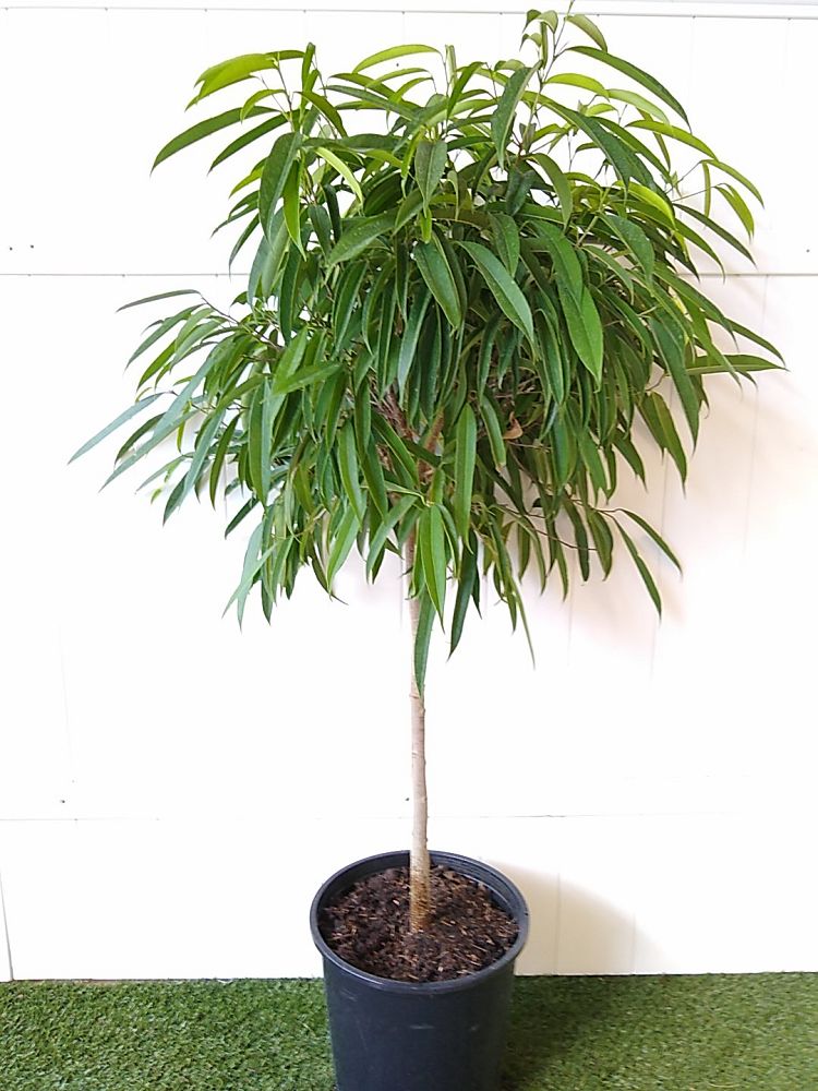 Buy Ficus 'Alii' Plant Online | Free Delivery Over $100