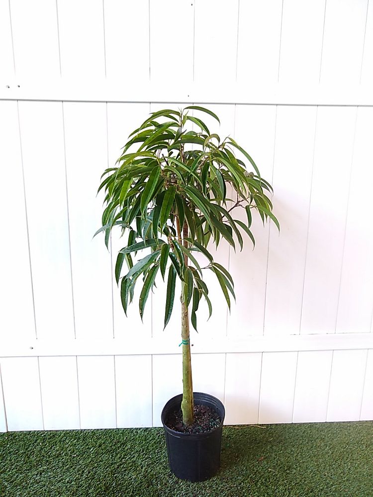Buy Ficus 'Alii' Plant Online | Free Delivery Over $100