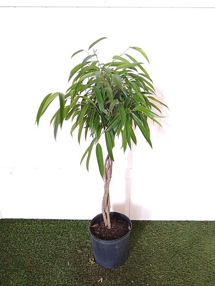 Buy Ficus 'Alii' Plant Online | Free Delivery Over $100