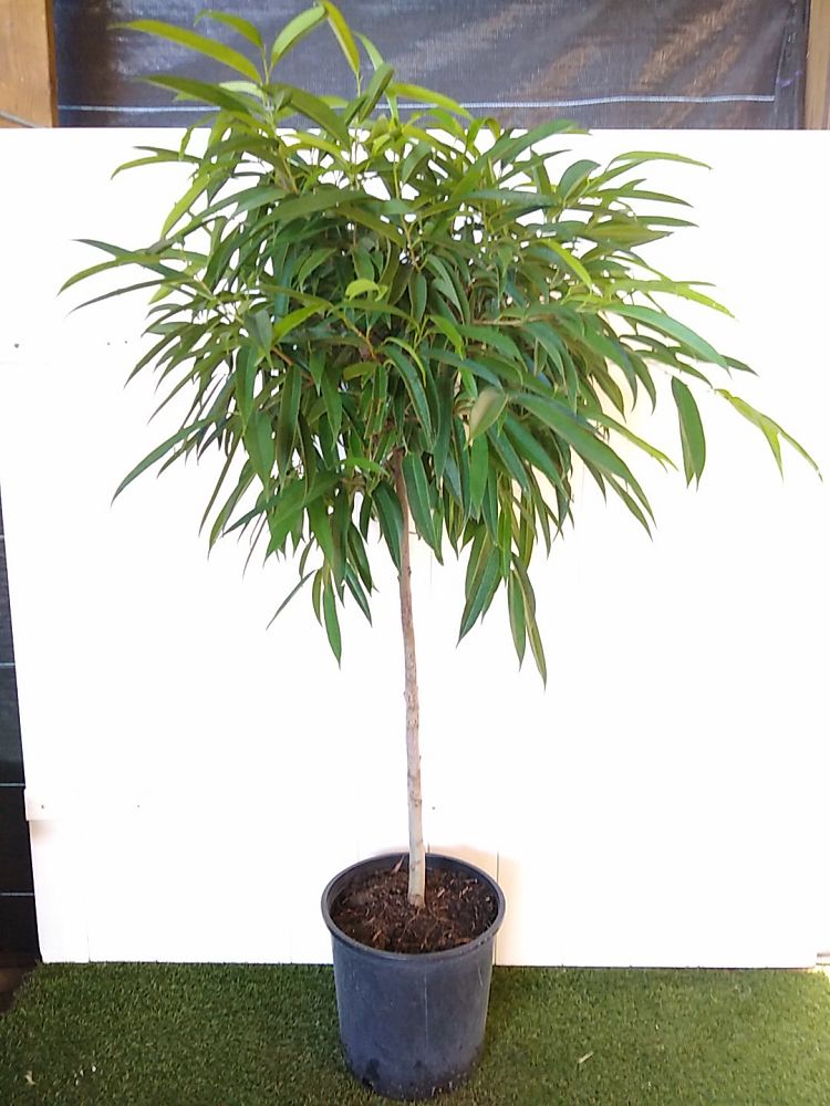 Buy Ficus 'Alii' Plant Online | Free Delivery Over $100