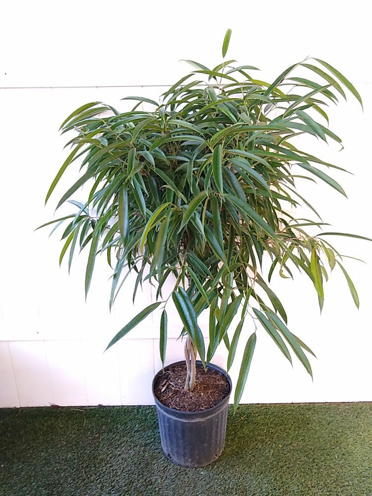 Buy Ficus 'Alii' Plant Online | Free Delivery Over $100