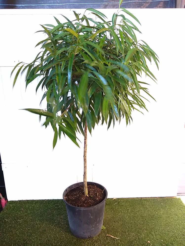 Buy Ficus 'Alii' Plant Online | Free Delivery Over $100