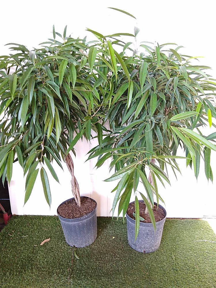 Buy Ficus 'Alii' Plant Online | Free Delivery Over $100