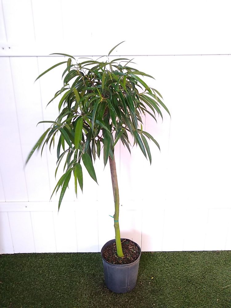 Buy Ficus 'Alii' Plant Online | Free Delivery Over $100