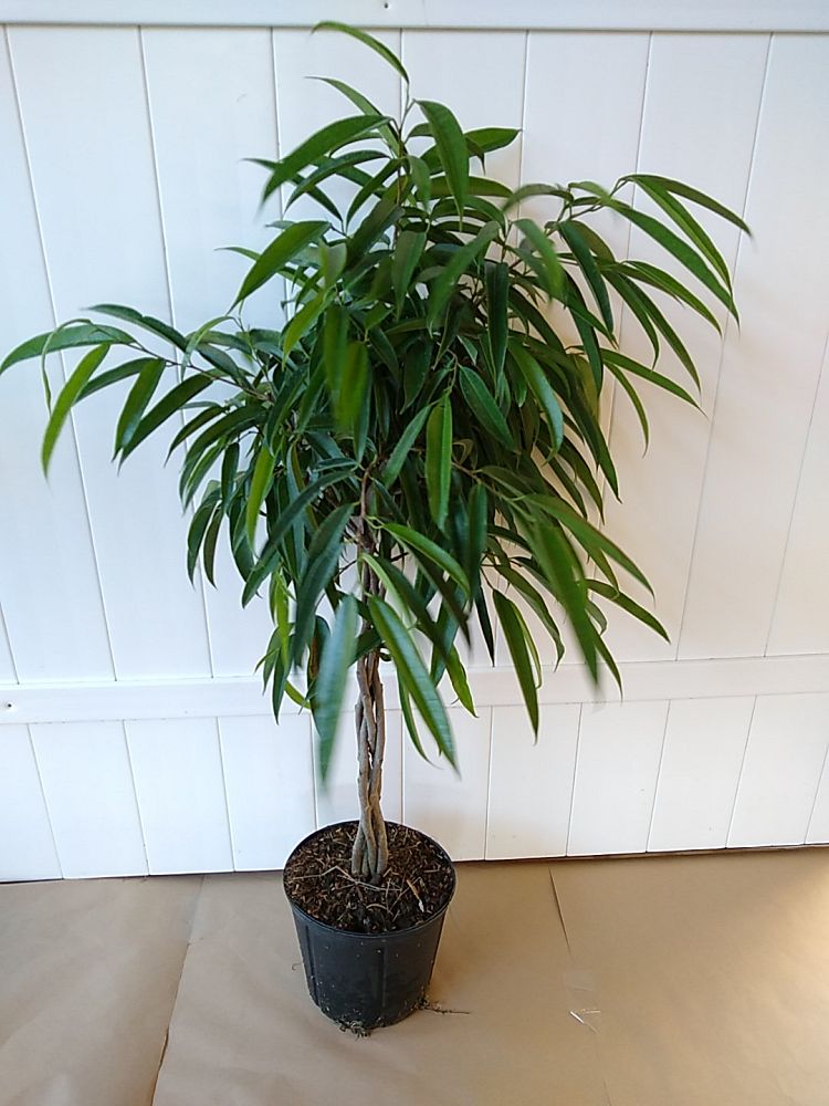Buy Ficus 'Alii' Plant Online | Free Delivery Over $100
