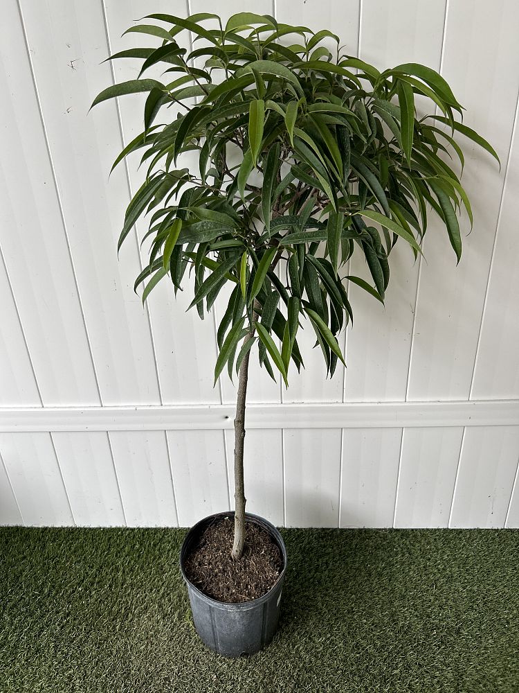 Buy Ficus 'Alii' Plant Online | Free Delivery Over $100