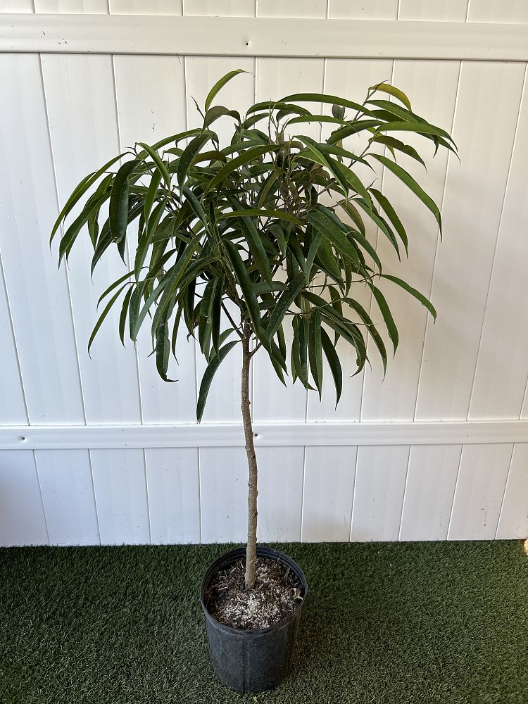 Buy Ficus 'Alii' Plant Online | Free Delivery Over $100