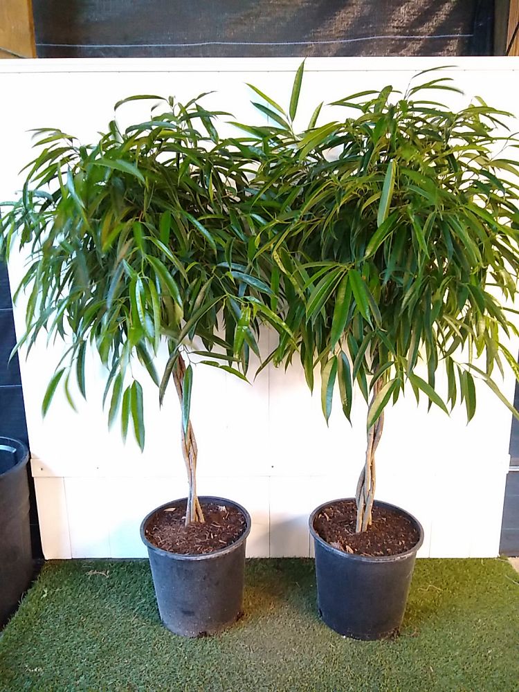 Buy Ficus 'Alii' Plant Online | Free Delivery Over $100