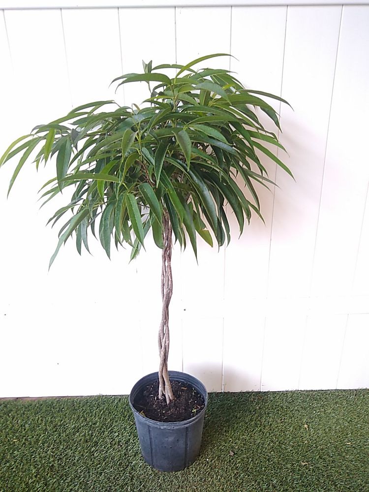 Buy Ficus 'Alii' Plant Online | Free Delivery Over $100