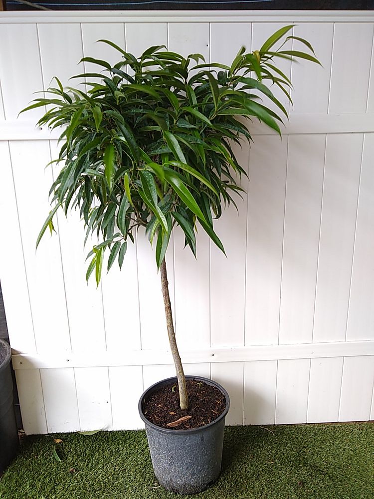 Buy Ficus 'Alii' Plant Online | Free Delivery Over $100
