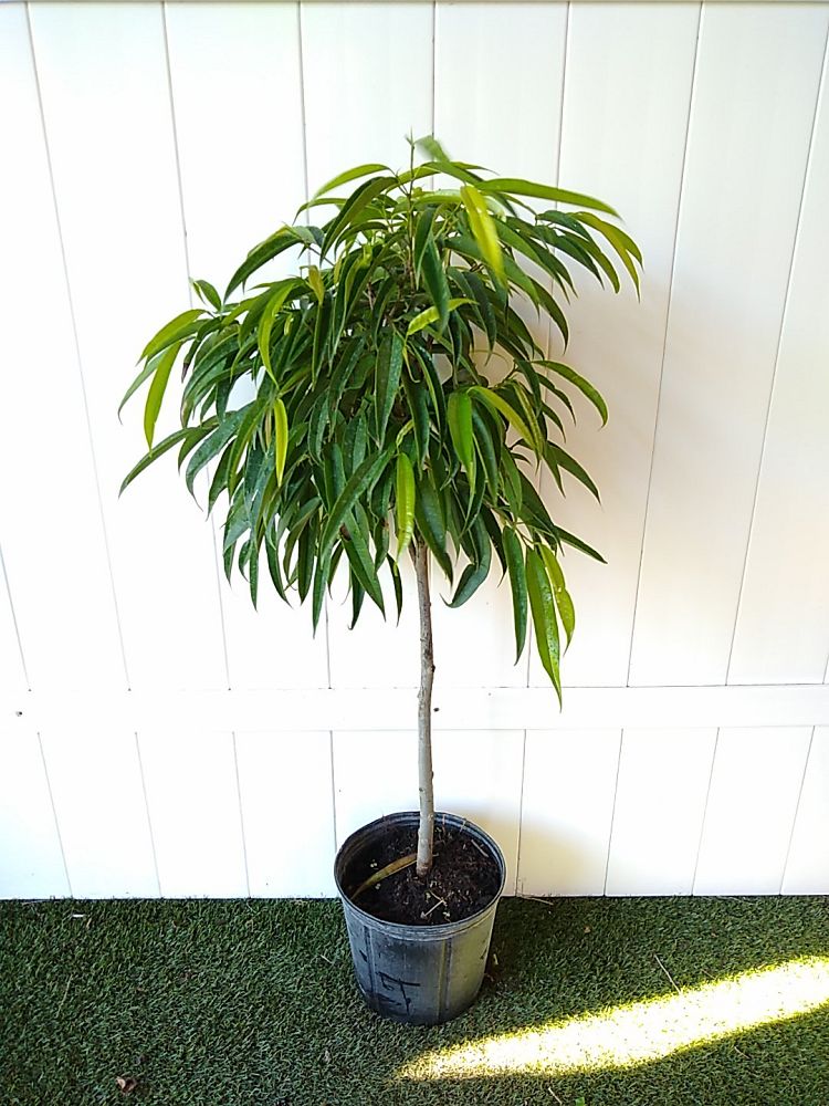 Buy Ficus 'Alii' Plant Online | Free Delivery Over $100