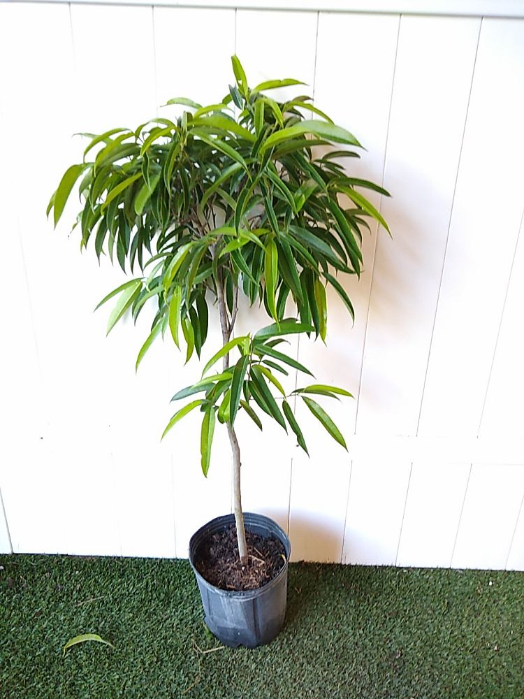 Buy Ficus 'Alii' Plant Online | Free Delivery Over $100