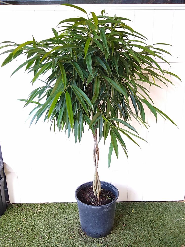 Buy Ficus 'Alii' Plant Online | Free Delivery Over $100
