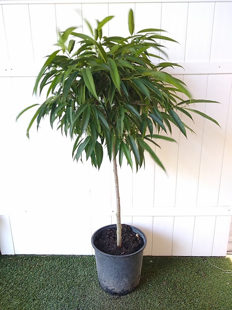 Buy Ficus 'Alii' Plant Online | Free Delivery Over $100