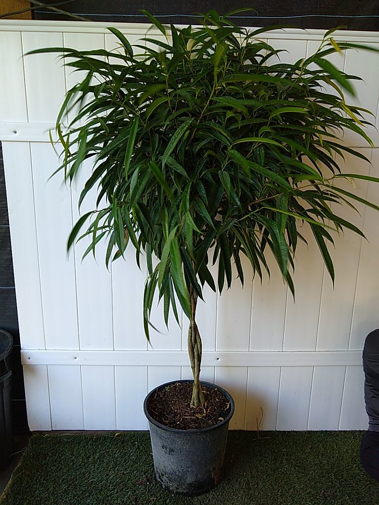 Buy Ficus 'Alii' Plant Online | Free Delivery Over $100