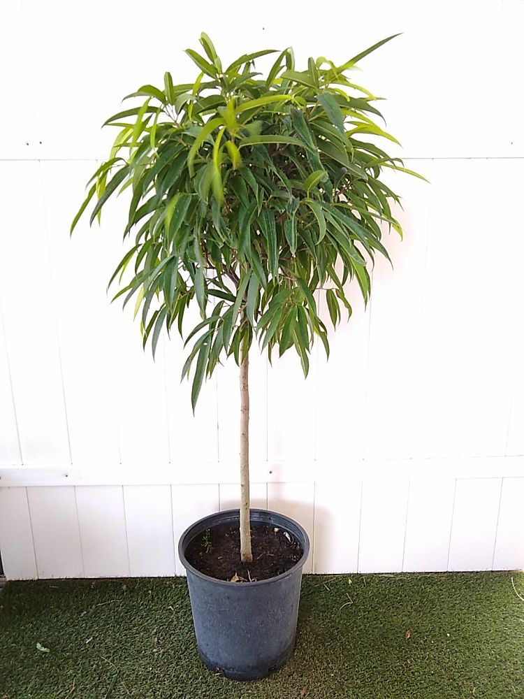 Buy Ficus 'Alii' Plant Online | Free Delivery Over $100