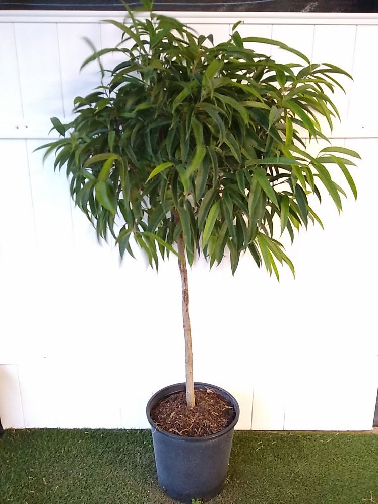 Buy Ficus 'Alii' Plant Online | Free Delivery Over $100