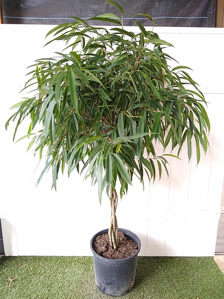 Buy Ficus 'Alii' Plant Online | Free Delivery Over $100