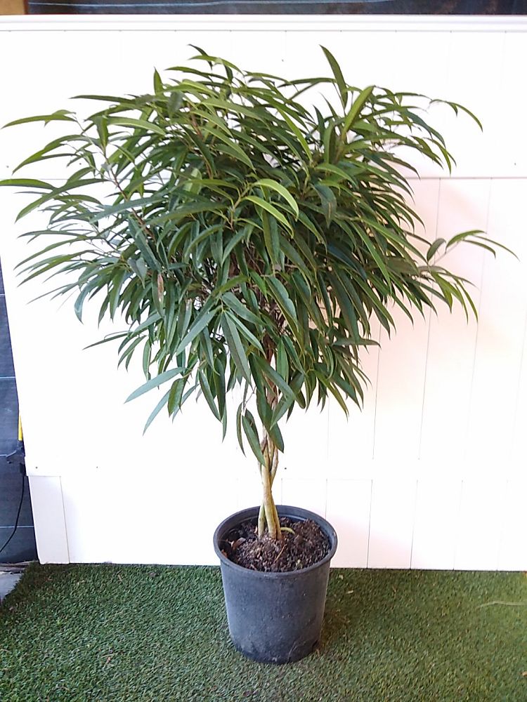 Buy Ficus 'Alii' Plant Online | Free Delivery Over $100