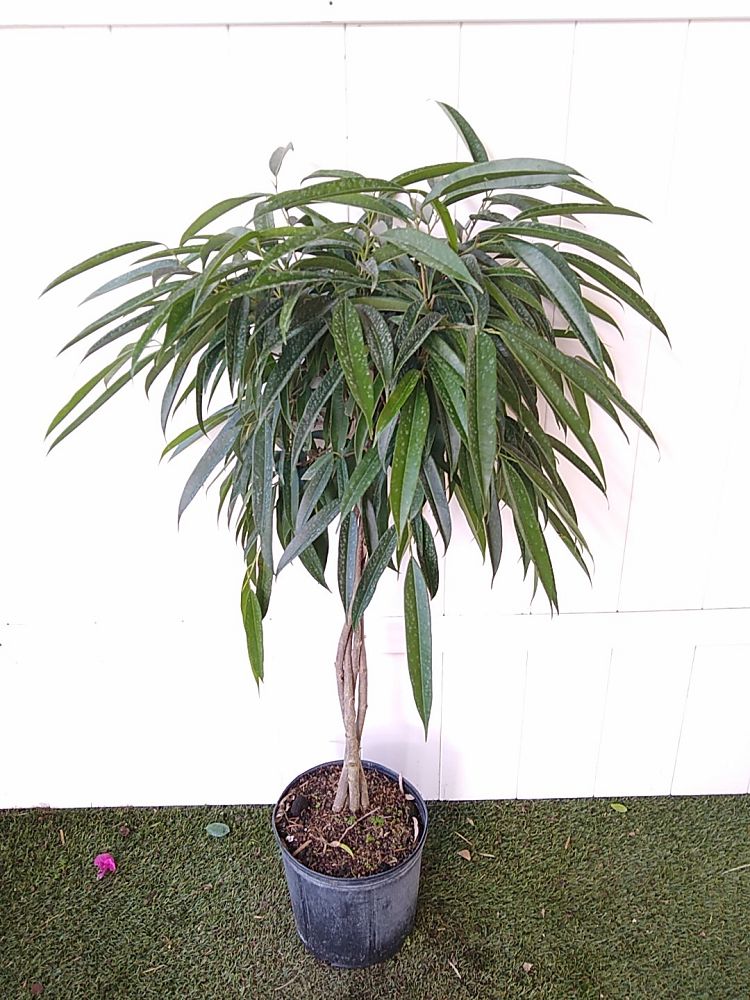 Buy Ficus 'Alii' Plant Online | Free Delivery Over $100