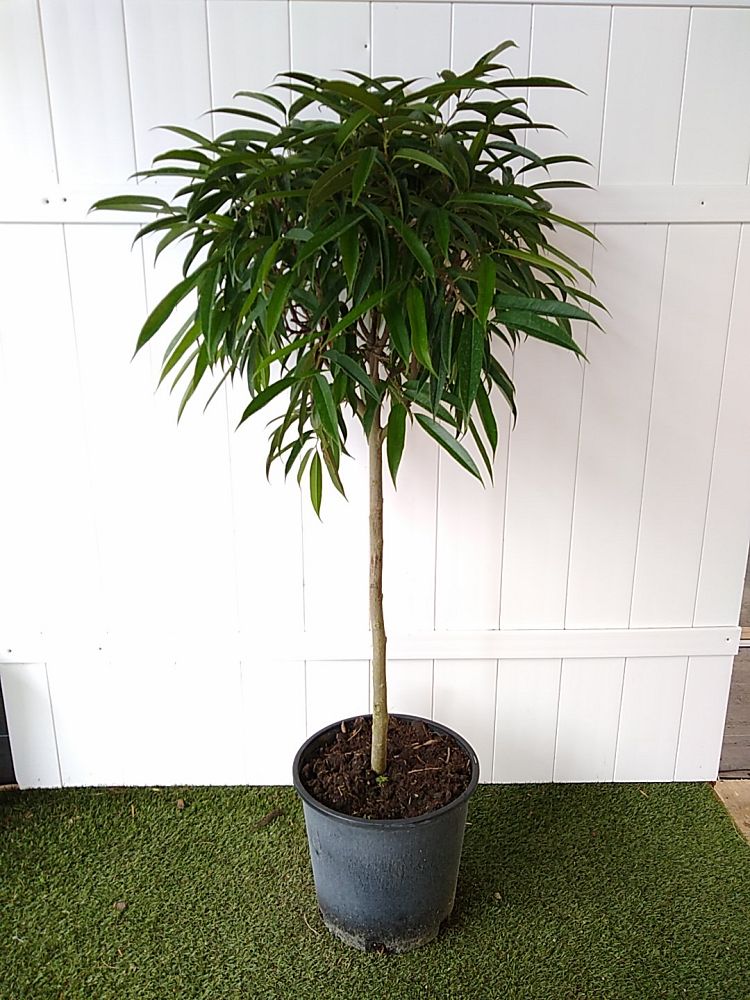Buy Ficus 'Alii' Plant Online | Free Delivery Over $100