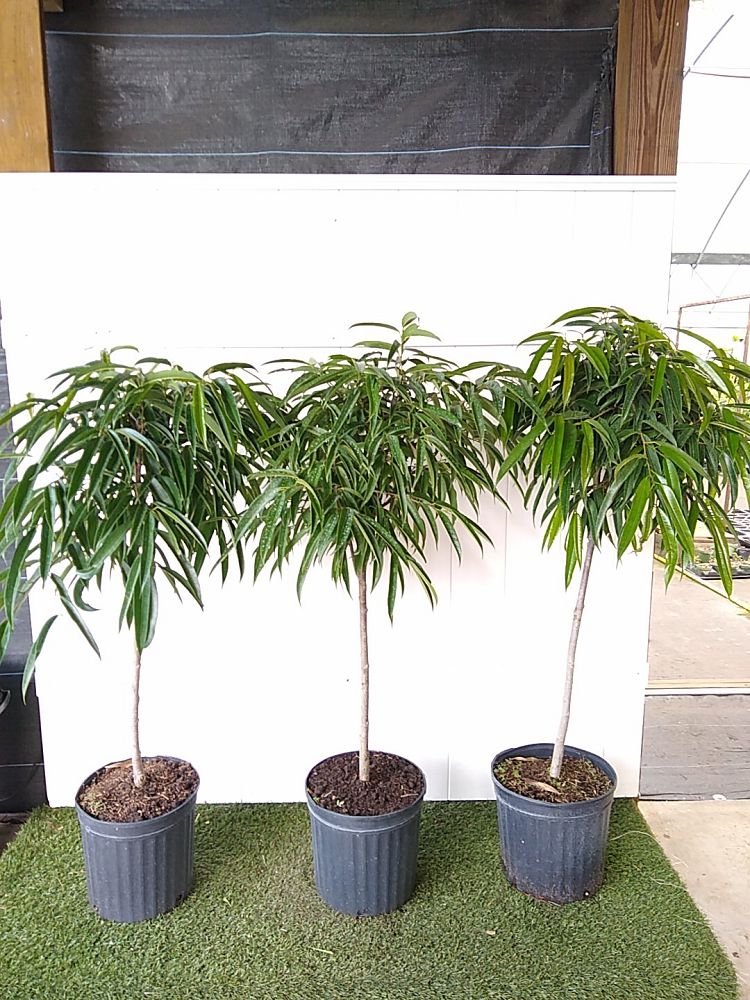 Buy Ficus 'Alii' Plant Online | Free Delivery Over $100