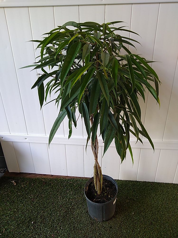 Buy Ficus 'Alii' Plant Online | Free Delivery Over $100