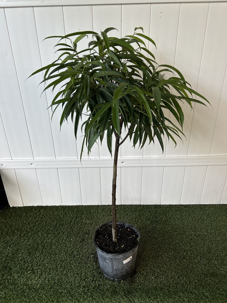 Buy Ficus 'Alii' Plant Online | Free Delivery Over $100