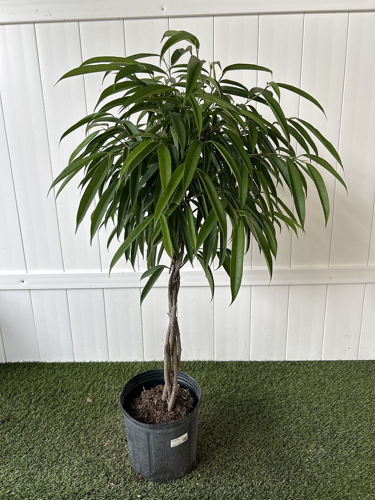 Buy Ficus 'Alii' Plant Online | Free Delivery Over $100