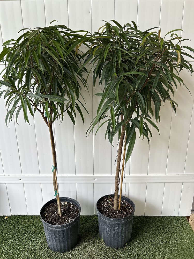 Buy Ficus 'Alii' Plant Online | Free Delivery Over $100